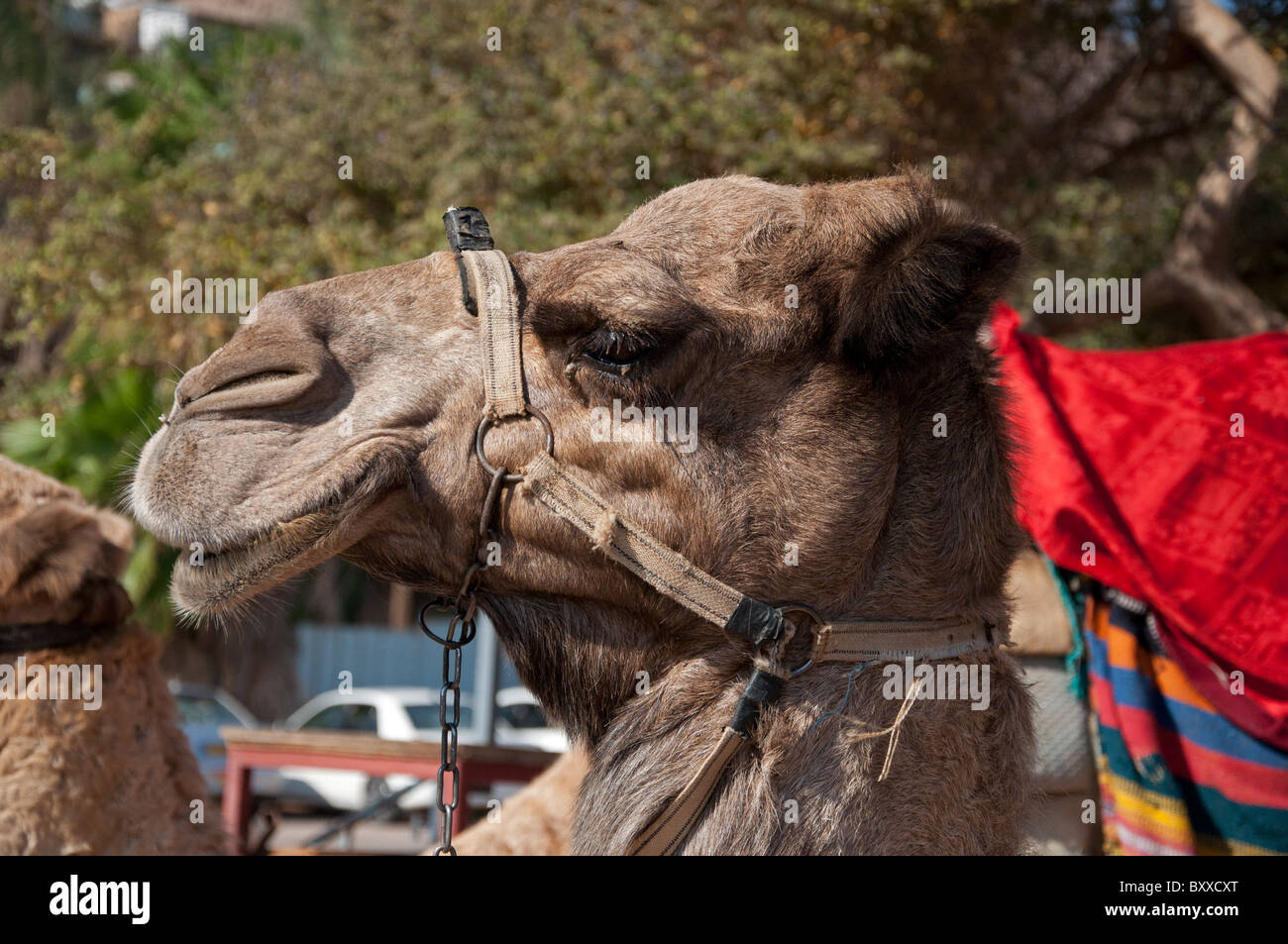 Arabian camel hi-res stock photography and images - Alamy