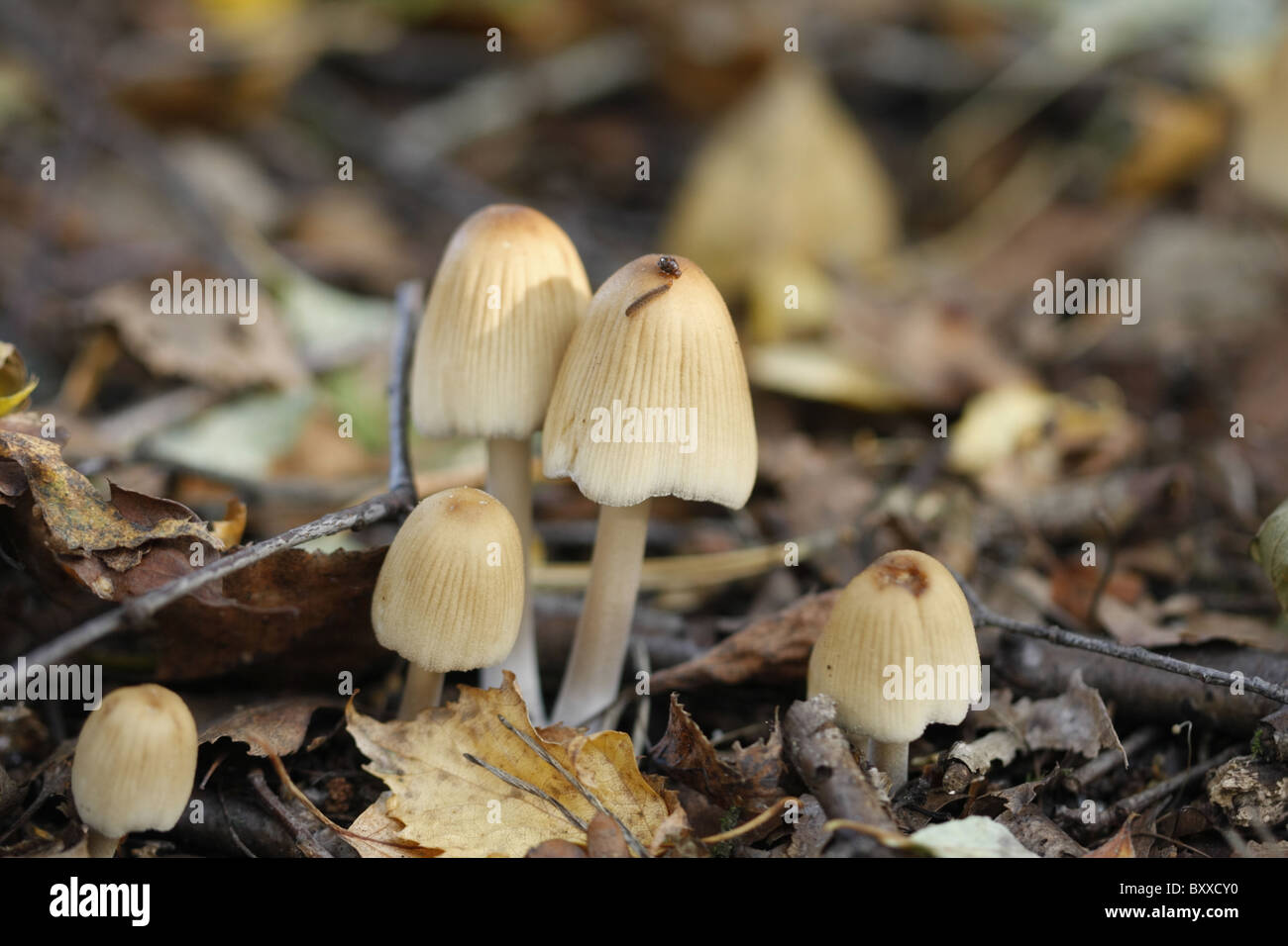 Glistening Ink caps Stock Photo - Alamy