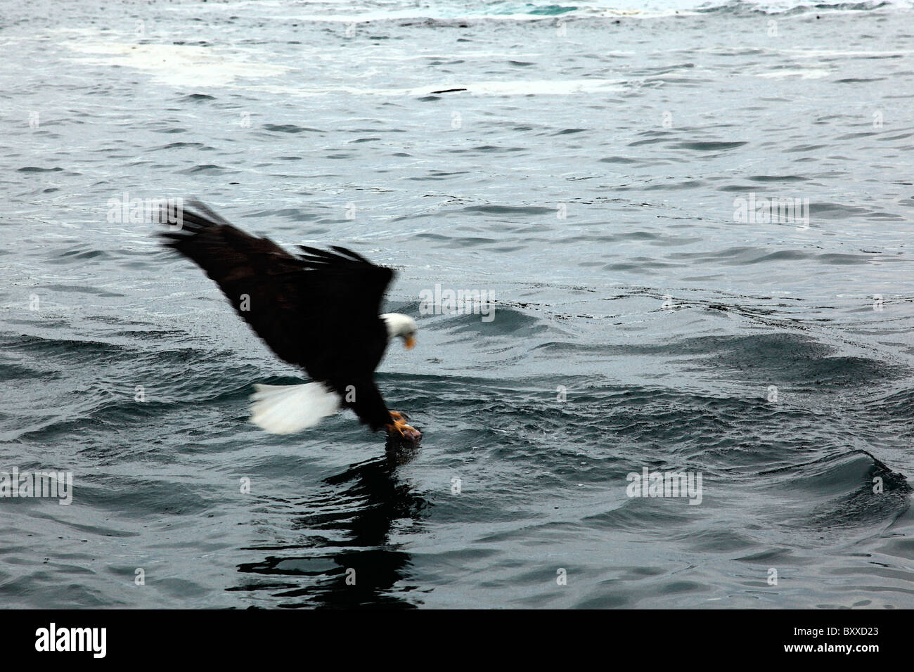 Bald eagle ocean hi-res stock photography and images - Alamy