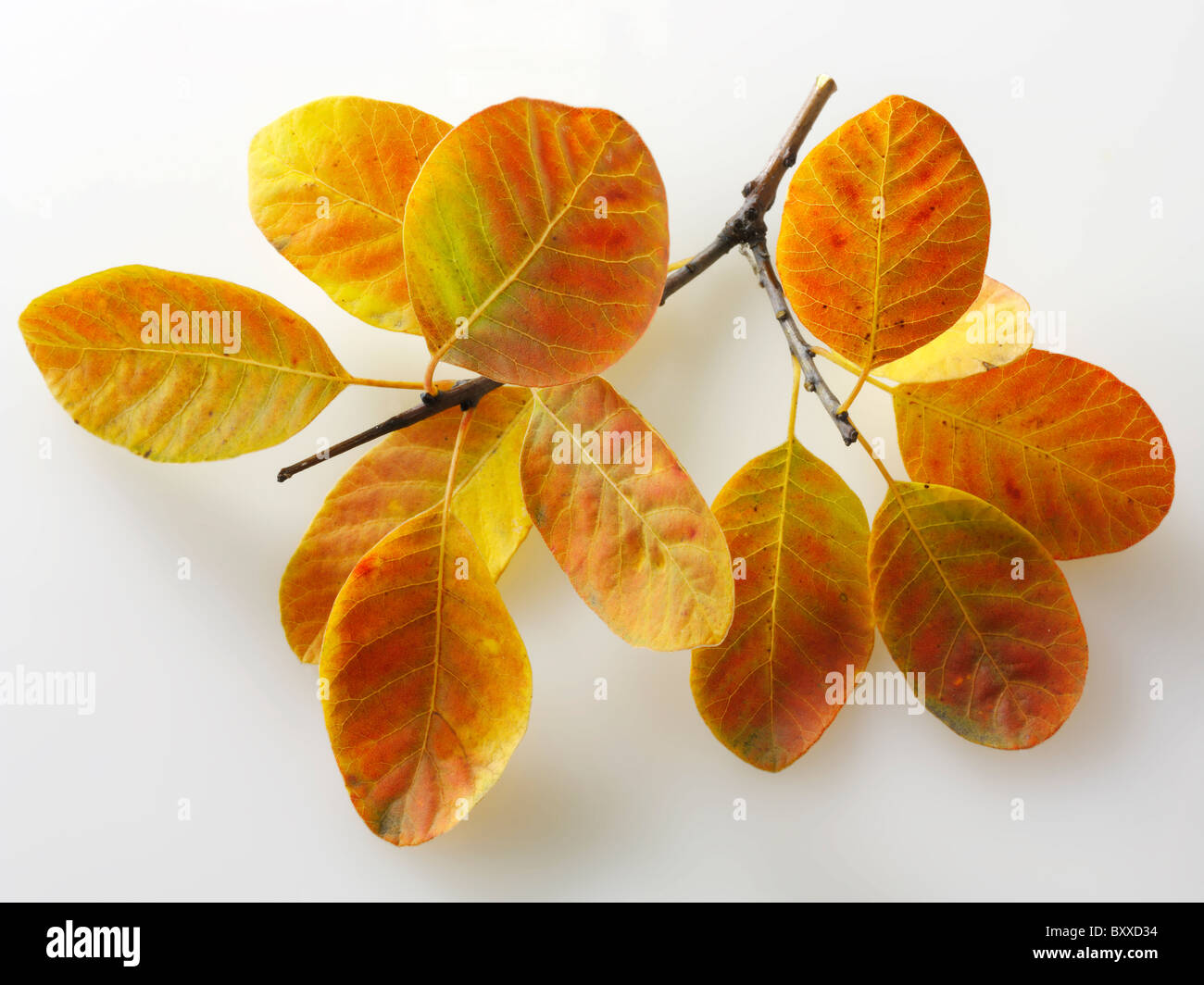 Fallen Autumn Leaf - Brightly coloured laeves Stock Photo - Alamy