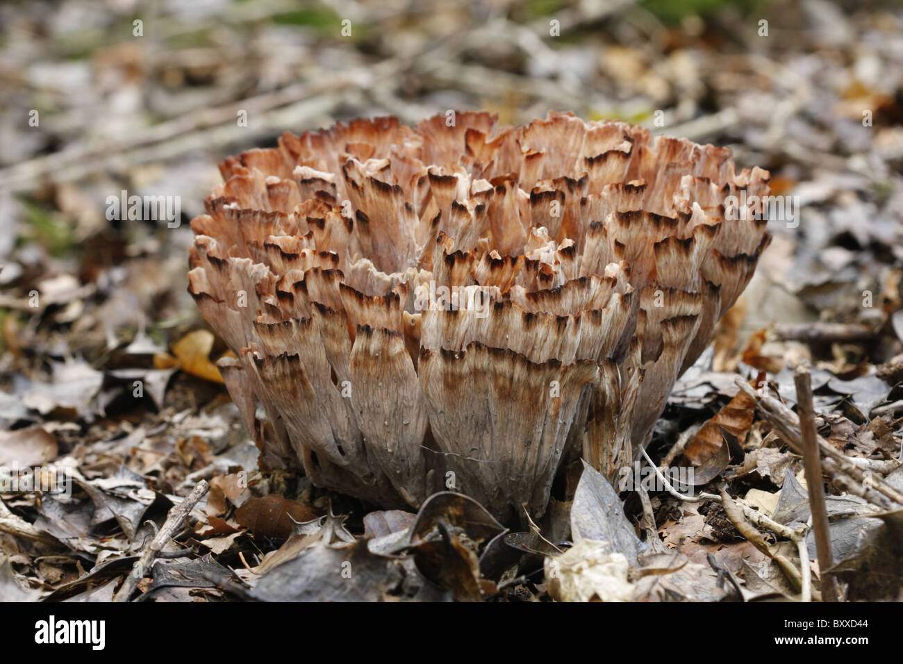 Podoscypha multizonata - Zoned Rossete Stock Photo - Alamy