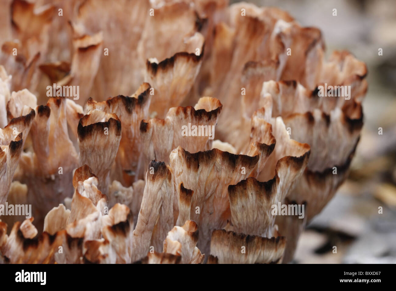 Podoscypha multizonata zoned rossete hi-res stock photography and ...