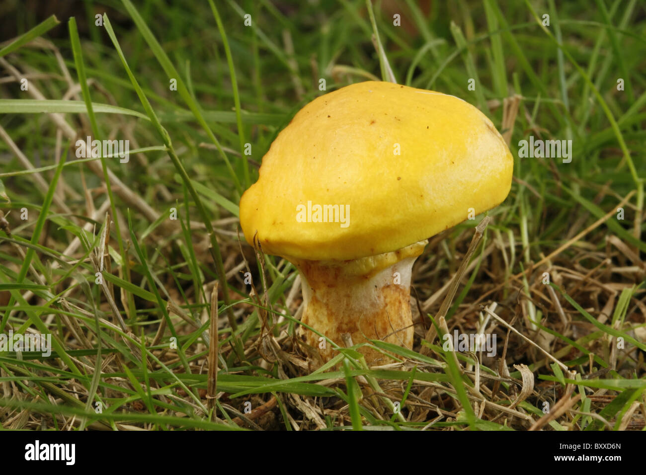 Larch Bolete Suillus grevillei Stock Photo - Alamy