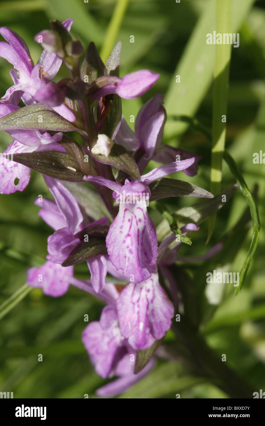 Southern Marsh orchid flower spike Stock Photo - Alamy