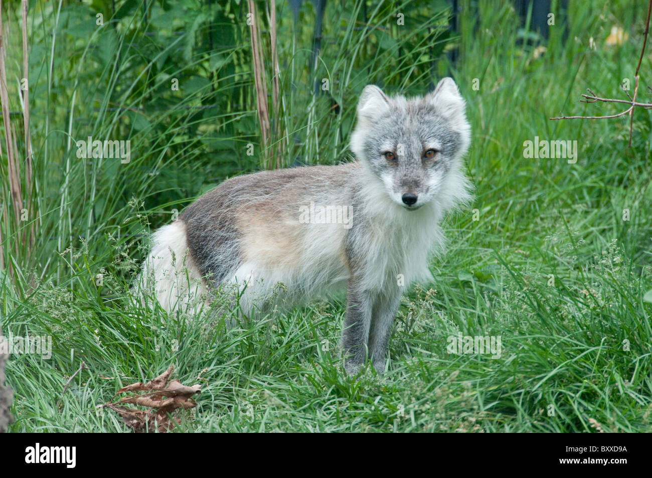 Arctic fox alopex lagopus hi-res stock photography and images - Alamy