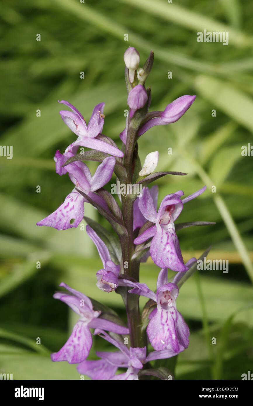 Southern Marsh orchid flower spike Stock Photo - Alamy