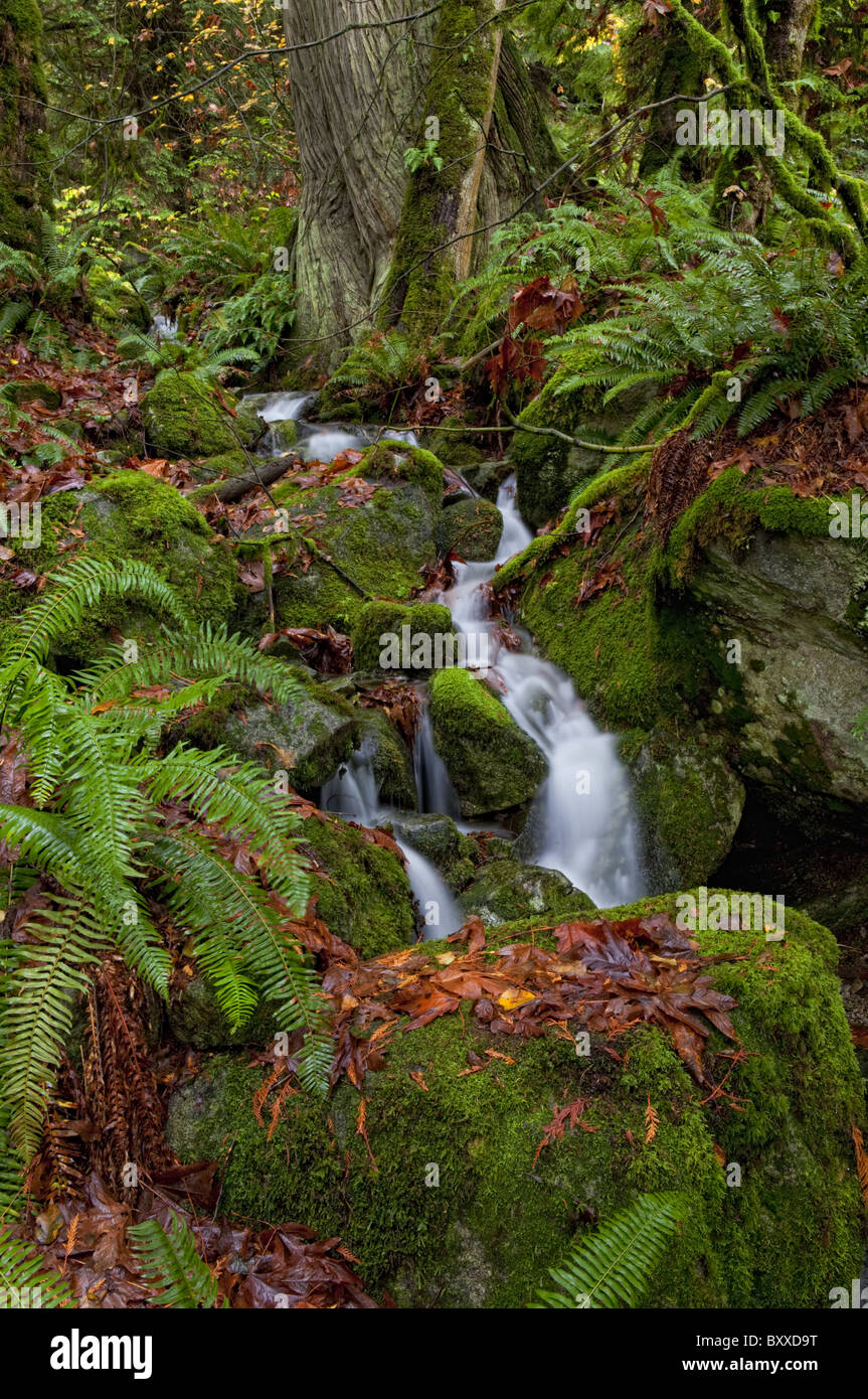 Moss trees in bc forest hi-res stock photography and images - Alamy