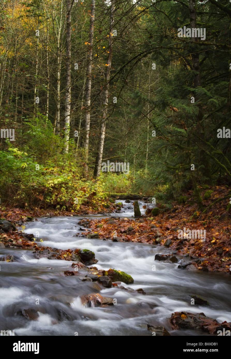 Sasquatch Provincial Park High Resolution Stock Photography and Images ...