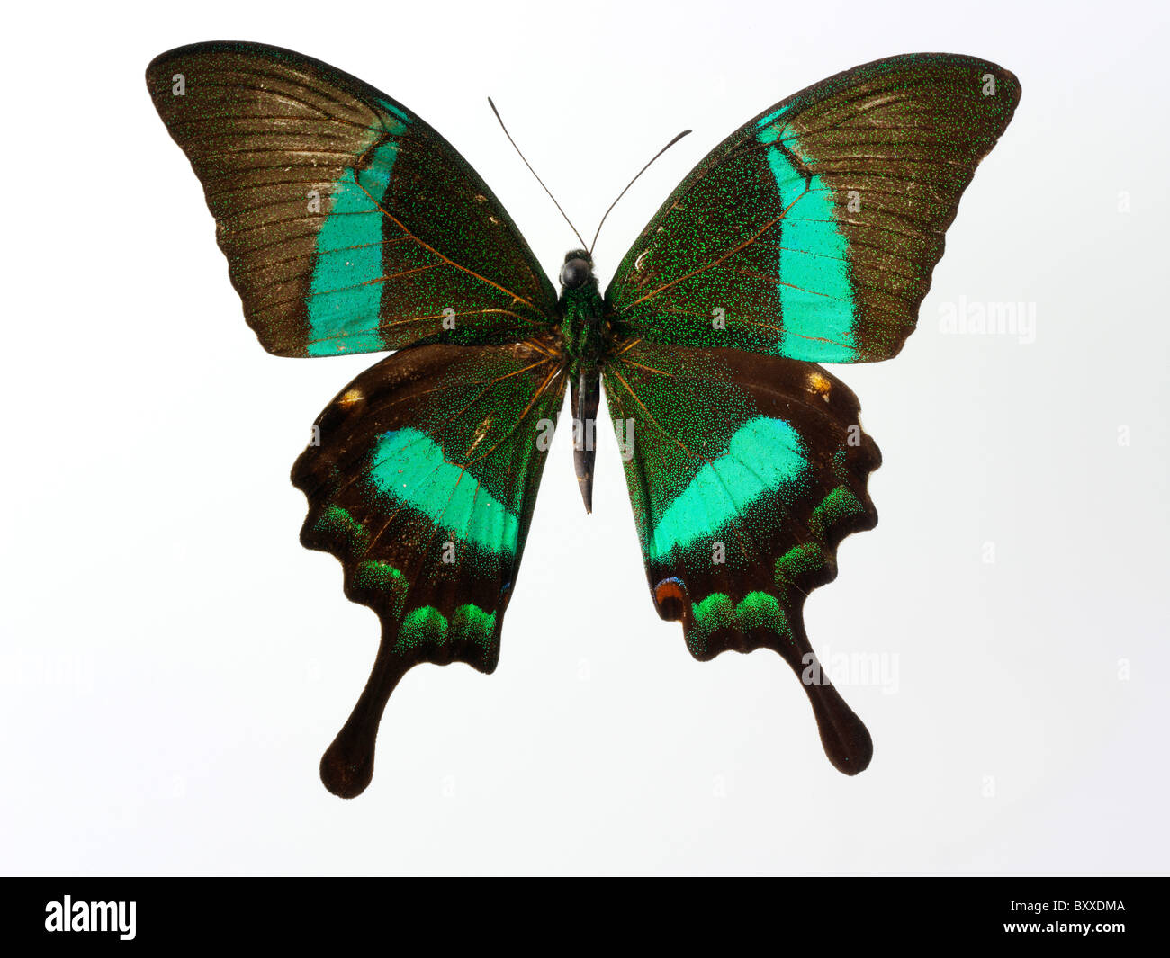 Emerald Swallowtail Butterfly Stock Photo - Alamy