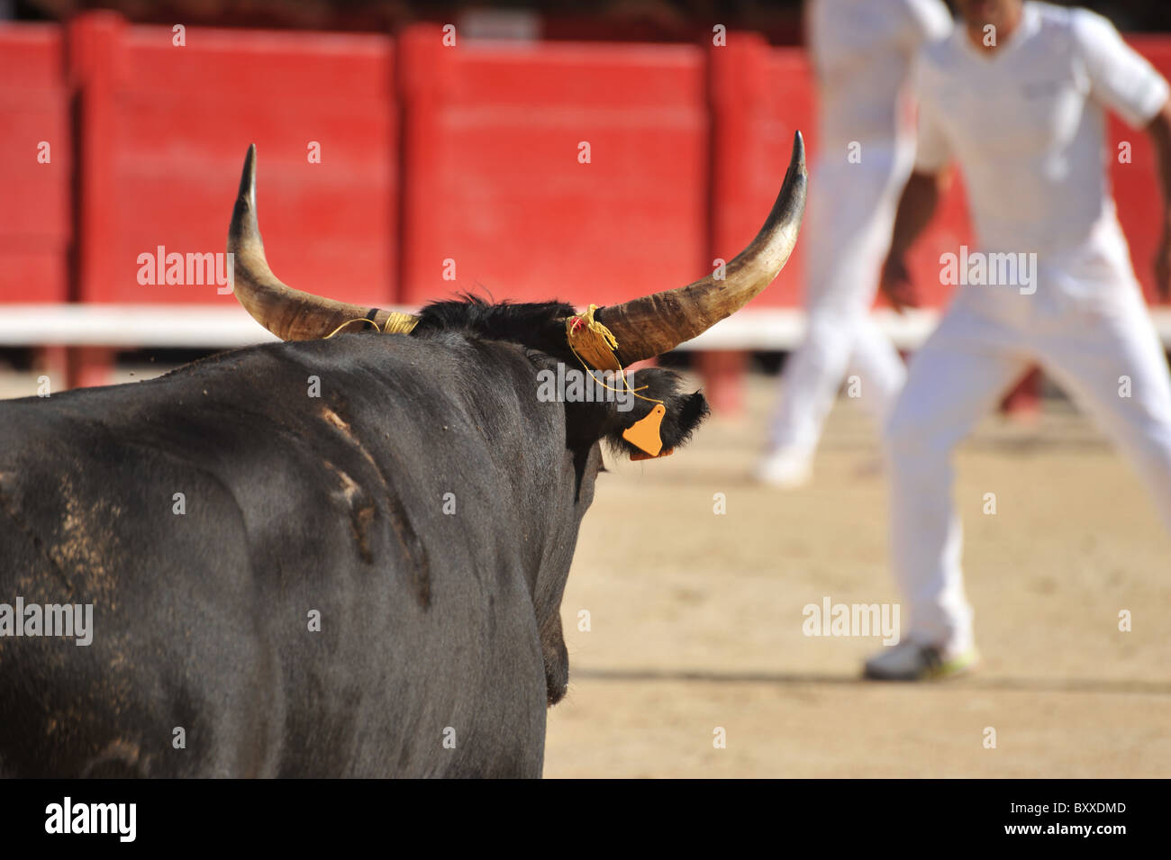 Furious bull in the bullfight arena running near a man Stock Photo - Alamy