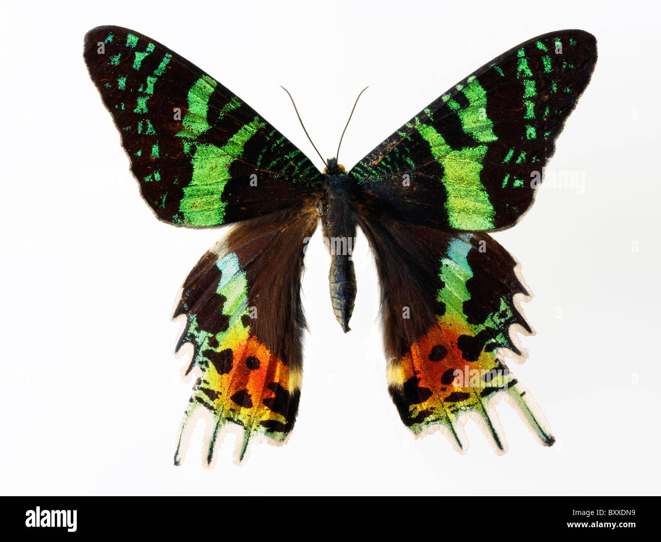 Tropical butterfly patterns hi-res stock photography and images - Alamy