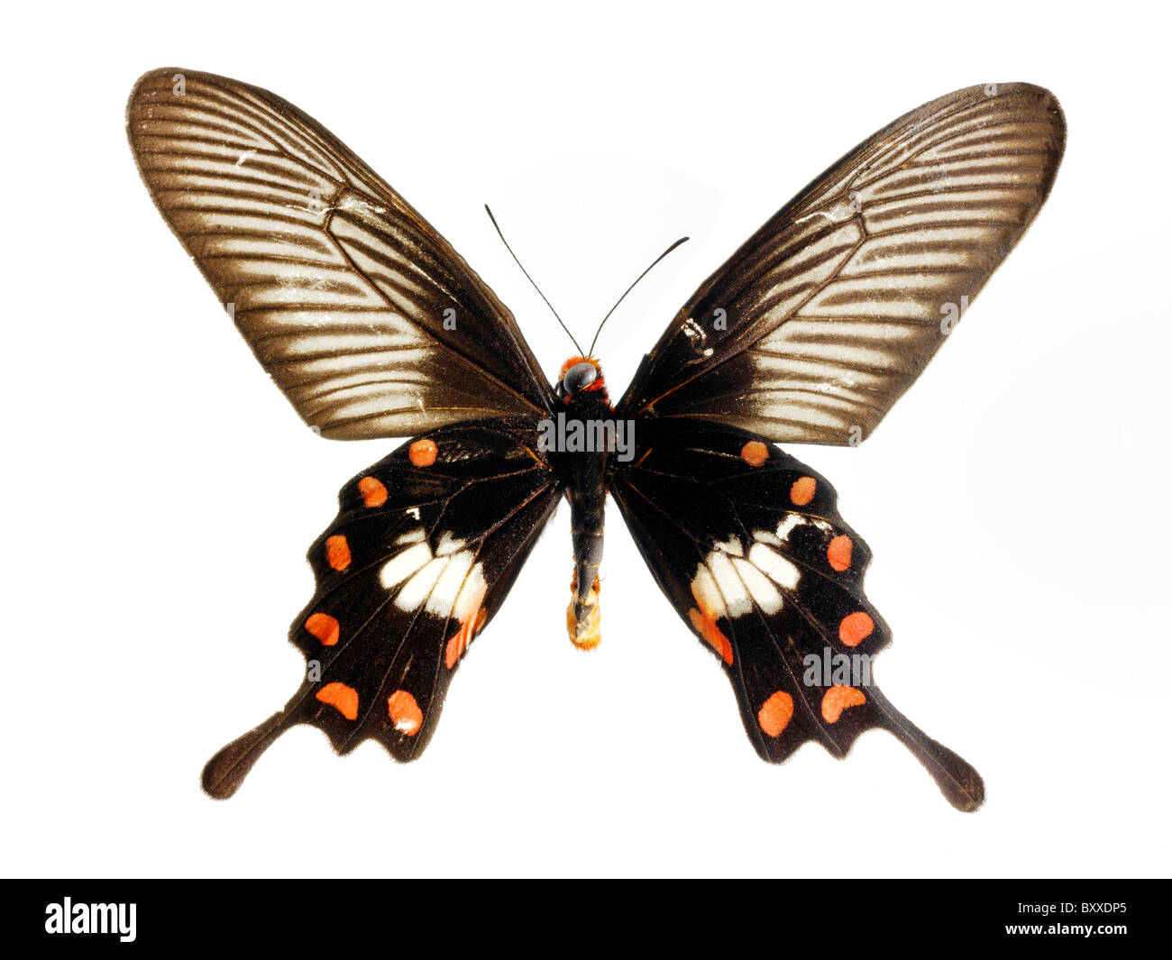 Black swallowtail Butterfly Stock Photo - Alamy