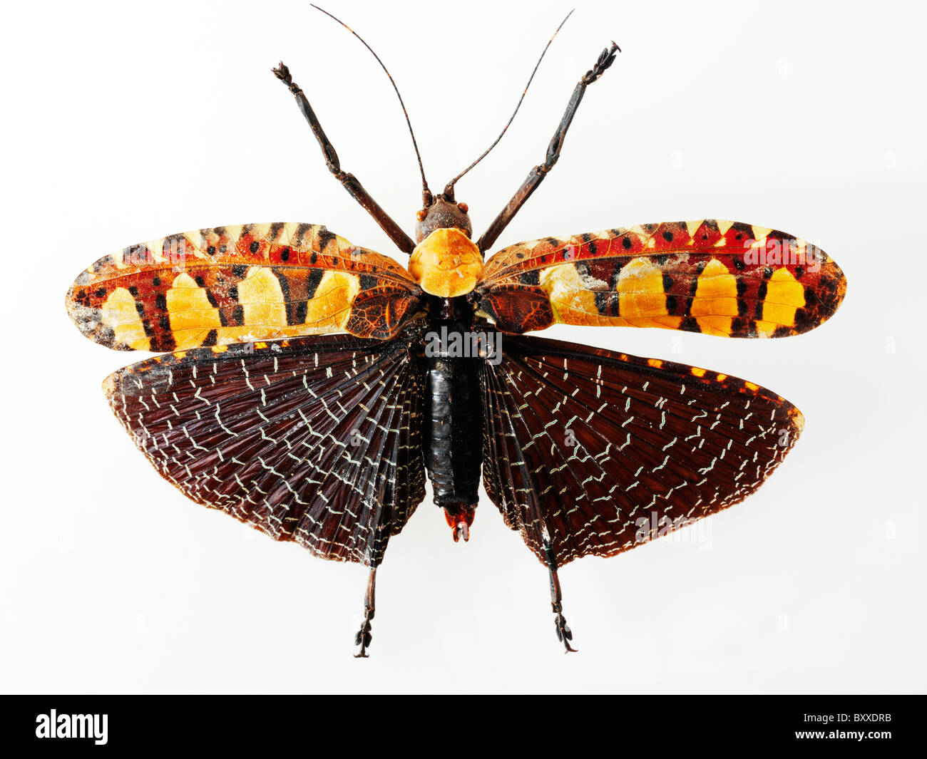 Tropical flying grasshopper hi-res stock photography and images - Alamy