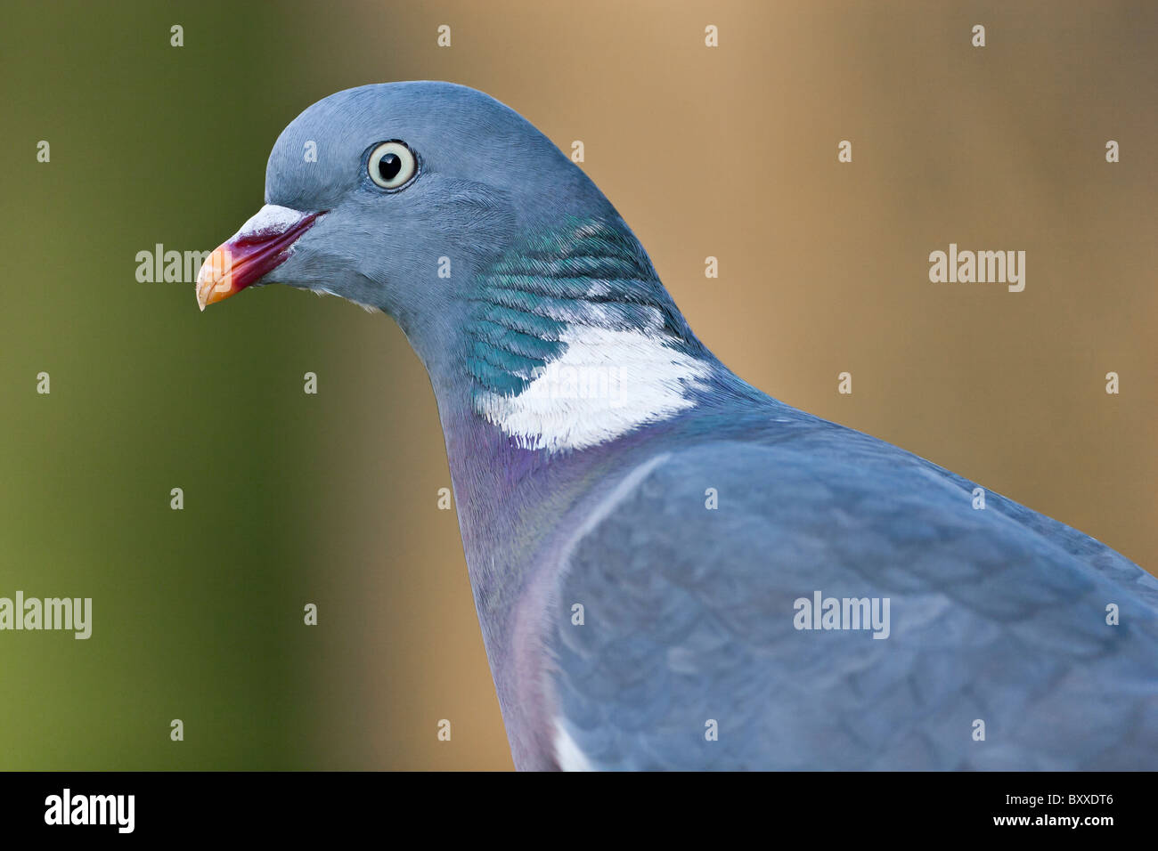 Pigeon farms hi-res stock photography and images - Alamy