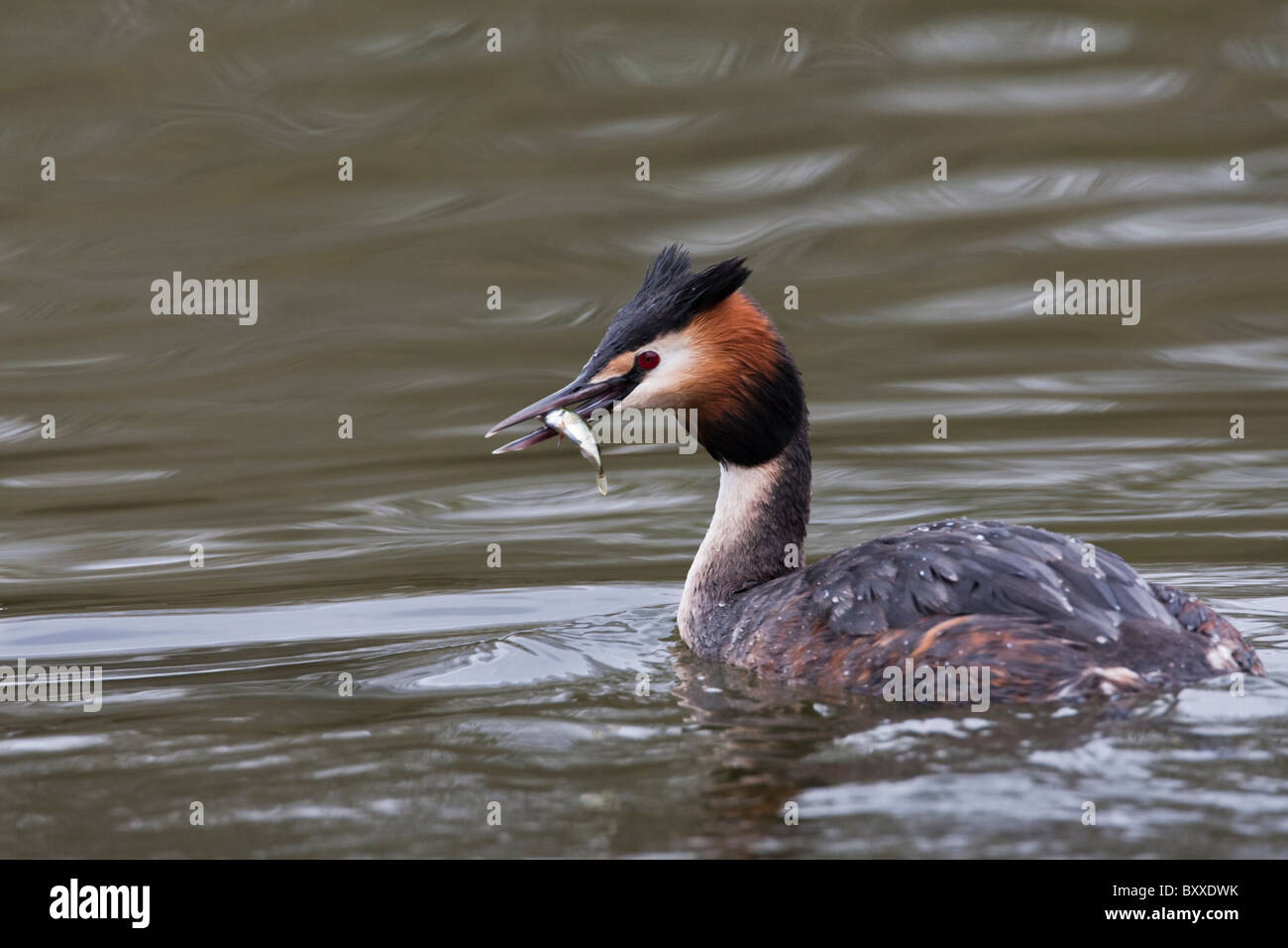 Great Crested Grebe swimming with a fish in its beak Stock Photo - Alamy