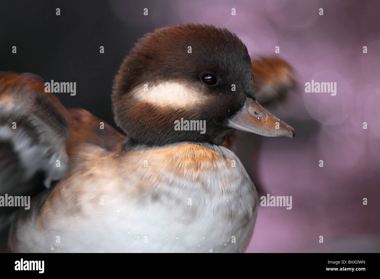 Flutter wing hi-res stock photography and images - Alamy