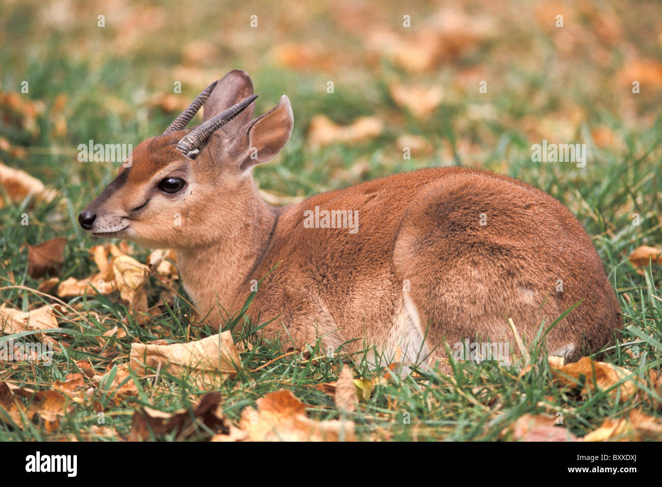 Suni antelope hi-res stock photography and images - Alamy