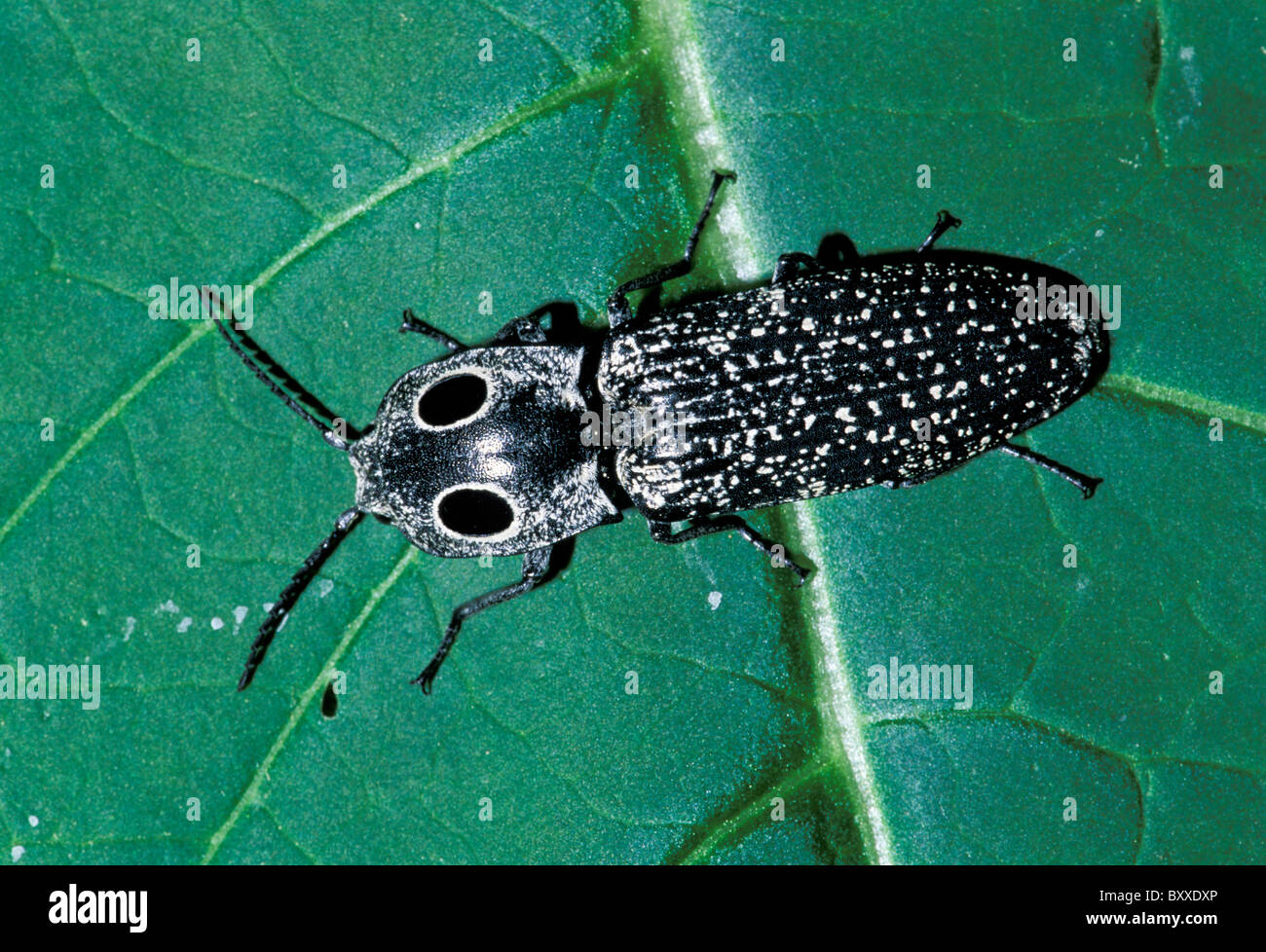 Eastern Eyed Click Beetle or Big Eyed Click Beetle (Alaus oculatus ...