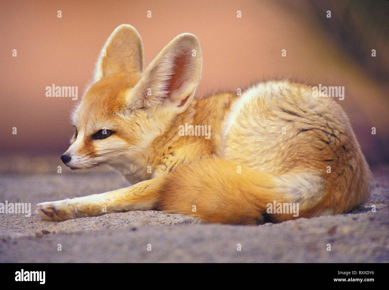 Northern Africa. Fennec (Fennecus zerda Stock Photo - Alamy