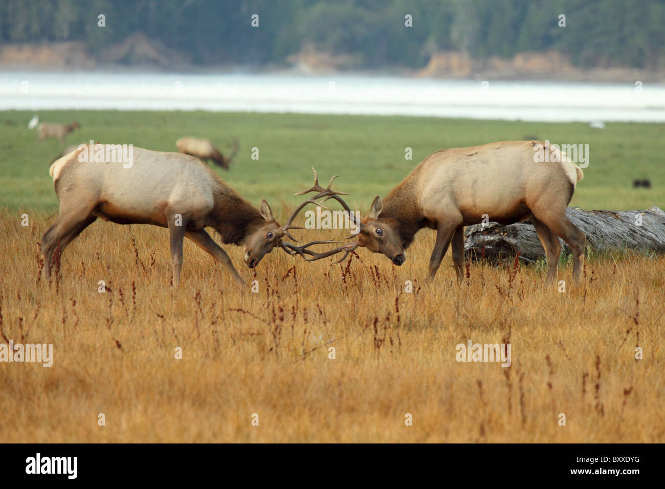 Bull Elk Fight High Resolution Stock Photography and Images - Alamy