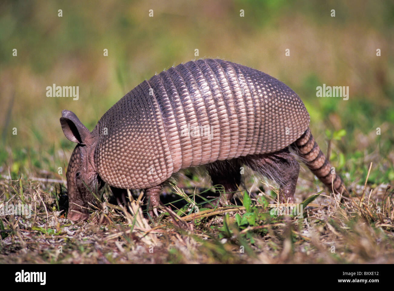 Florida nine banded armadillo hi-res stock photography and images - Alamy