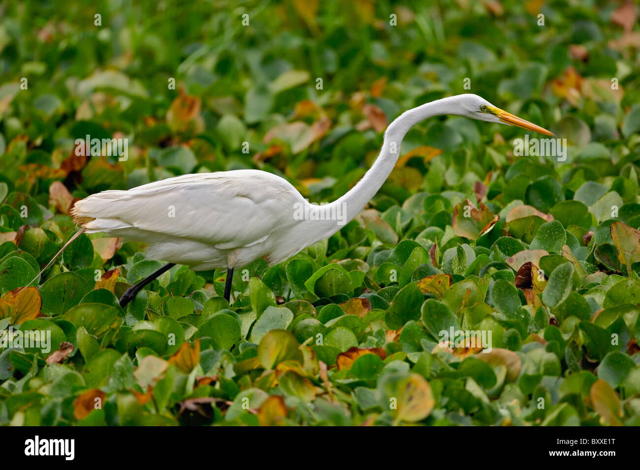 Great Egret fishing, Corkscrew Swamp Sanctuary, Florida. (Casmerodius ...