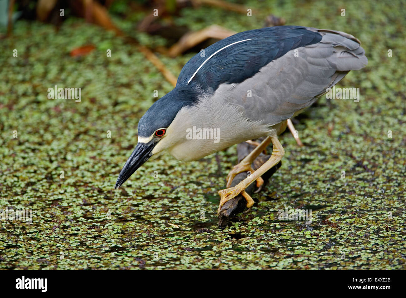 Black-crowned Night Heron fishing, Nycticorax nycticorax, Corkscrew ...