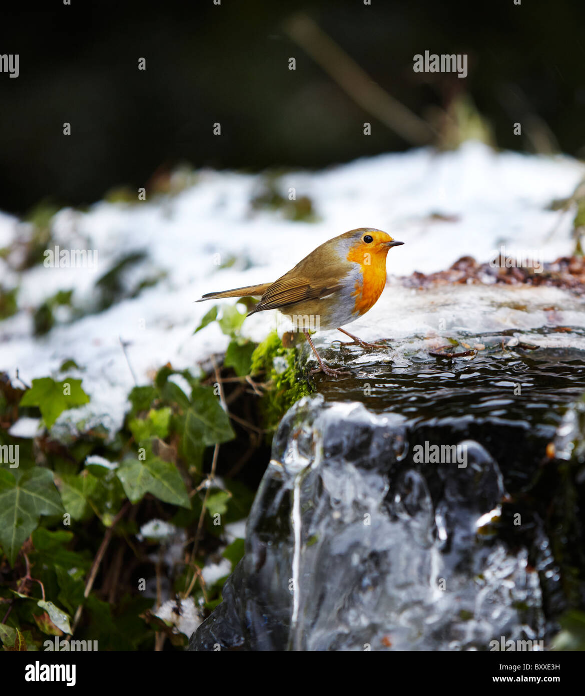 Robin in snow hi-res stock photography and images - Alamy
