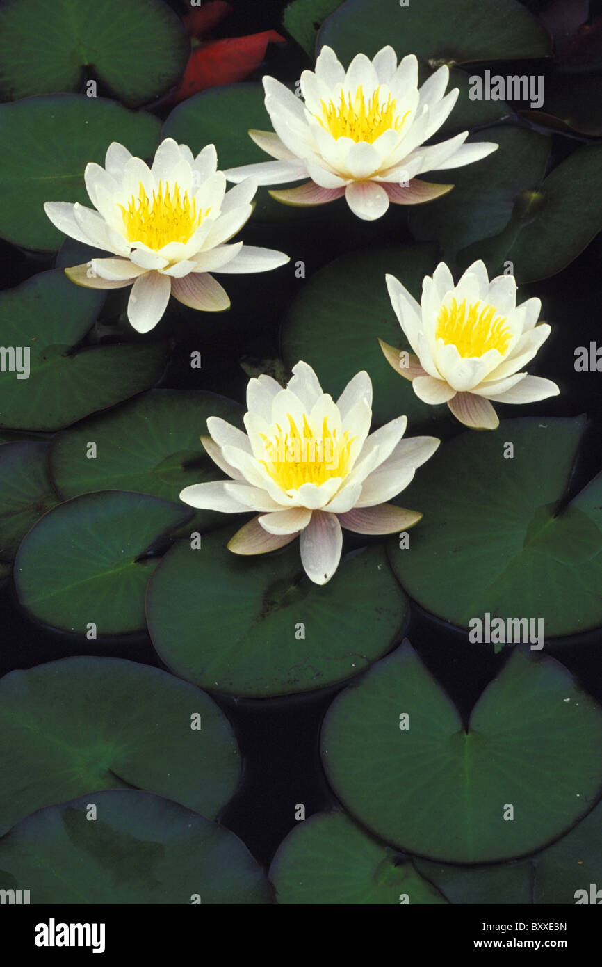 North America, USA, Indiana. Hybrid waterlilys Stock Photo - Alamy