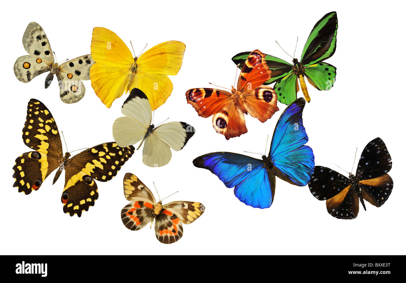 group of butterfly in front of white background Stock Photo - Alamy