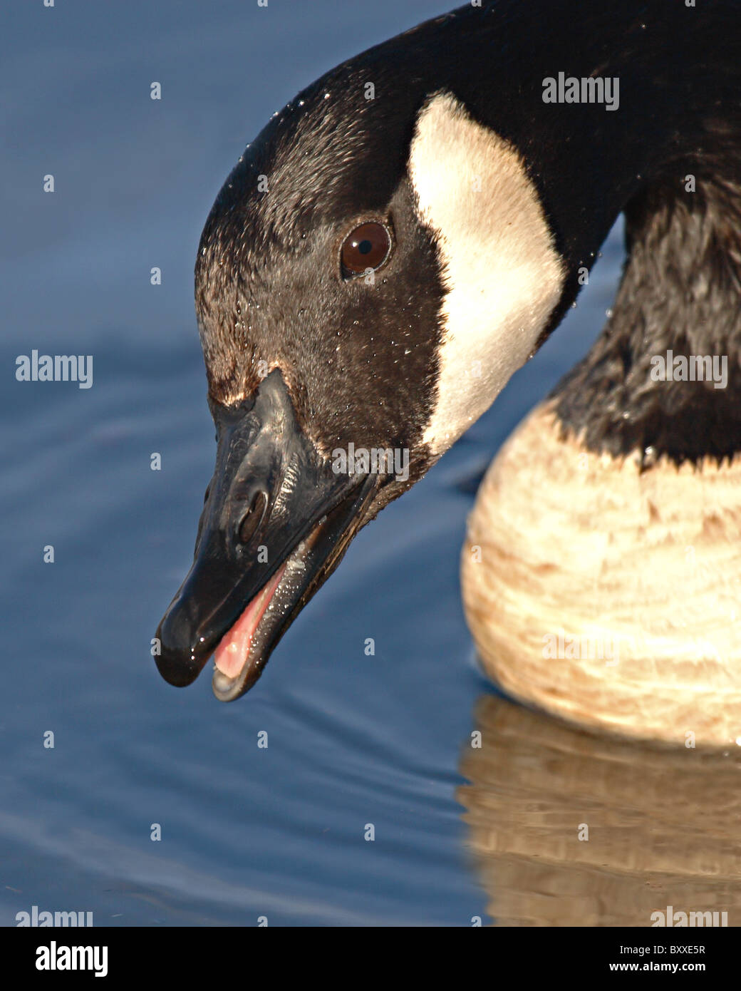 Gabbing High Resolution Stock Photography and Images - Alamy