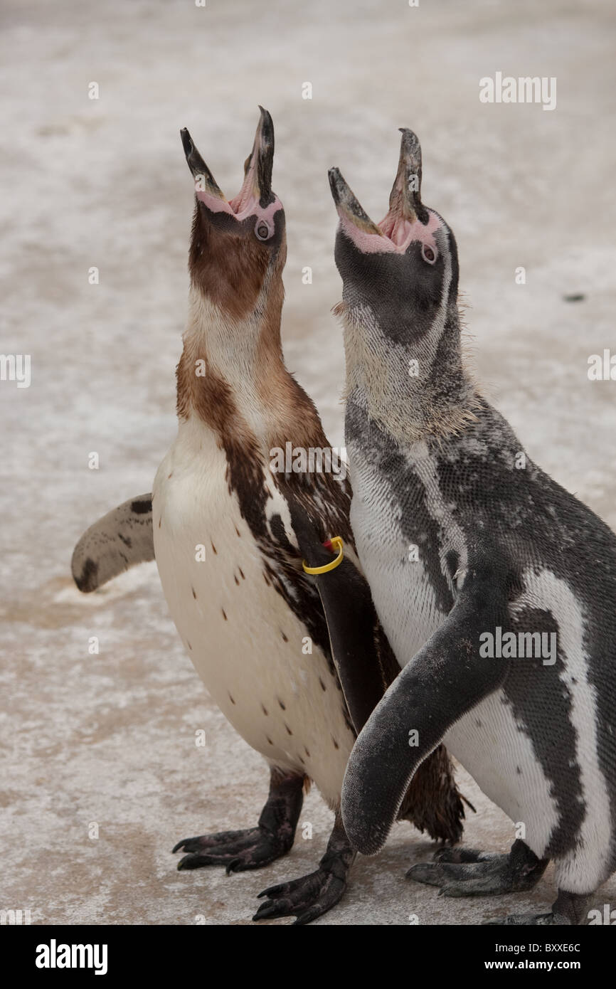 Pair of young penguins singing Stock Photo - Alamy