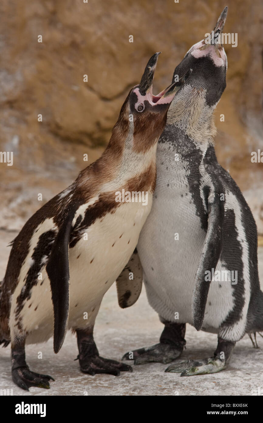 Pair of young penguins singing Stock Photo - Alamy