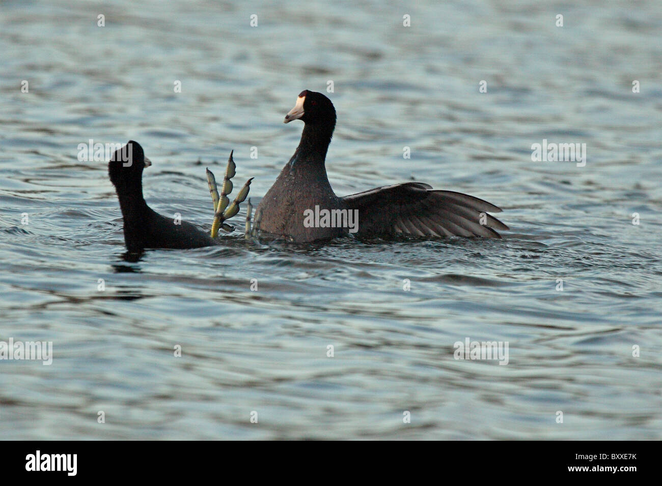American coots fighting hi-res stock photography and images - Alamy