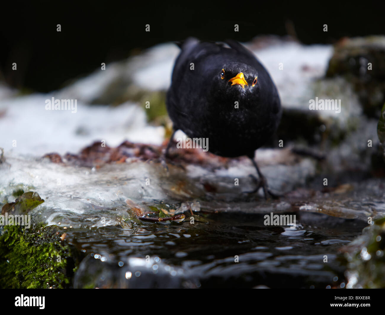 Close up male blackbird hi-res stock photography and images - Alamy