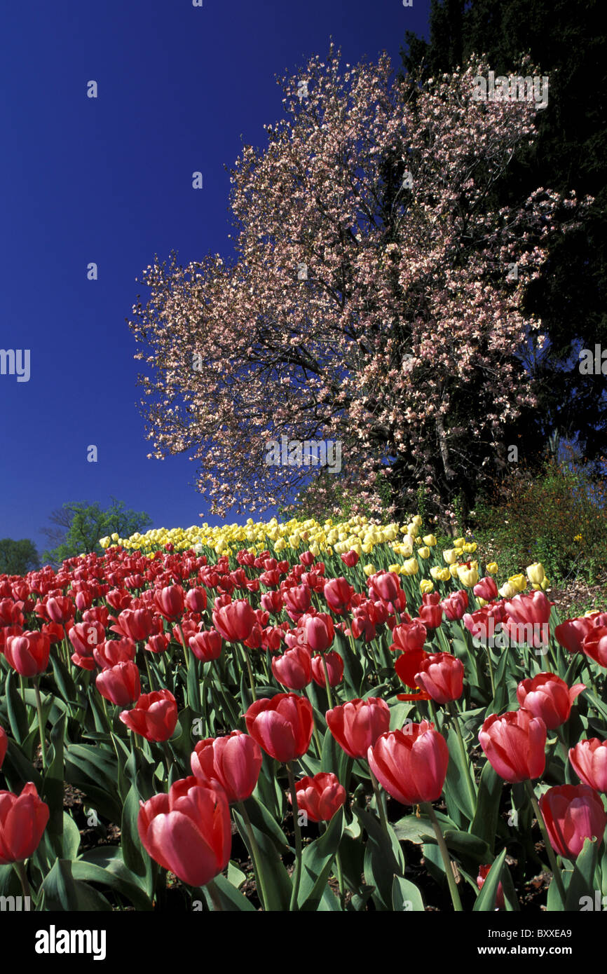 North America, USA, Ohio, Cincinnati. Tulips and Yulan Magnolia tree ...