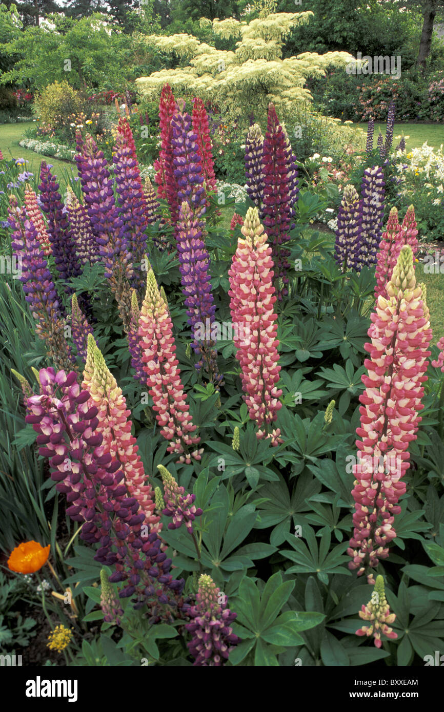 North America, USA, Oregon, Salem. Lupine garden Stock Photo - Alamy