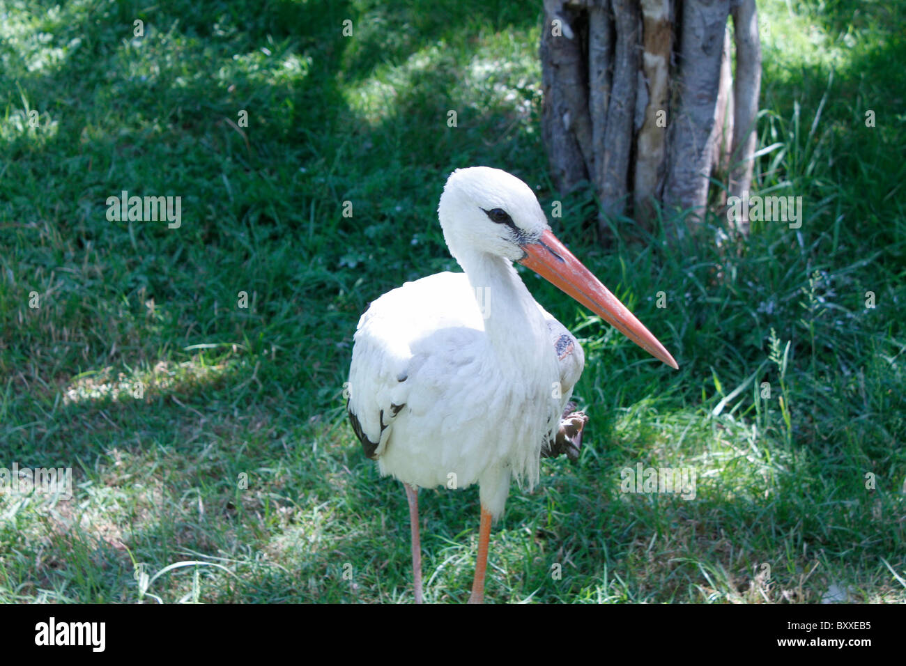 White stork on grass Stock Photo - Alamy