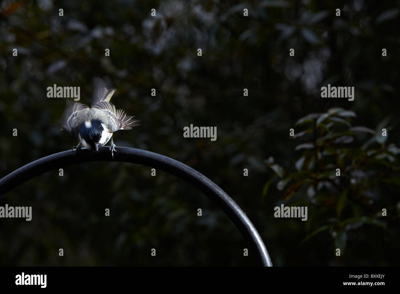 Tail shake hi-res stock photography and images - Alamy