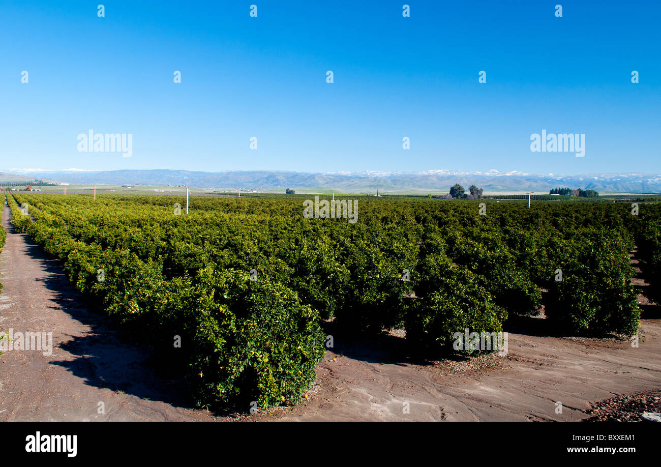 Citrus grove in the central valley of California in winter, Sierra ...