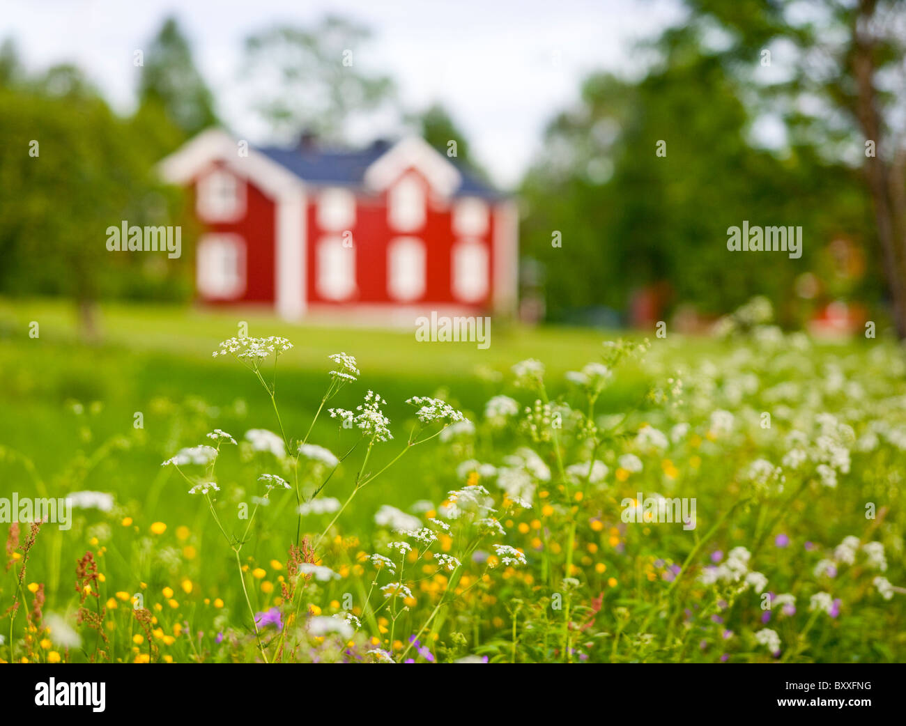 Field with flower and a blurred Swedish house in background.Umea,Sweden ...