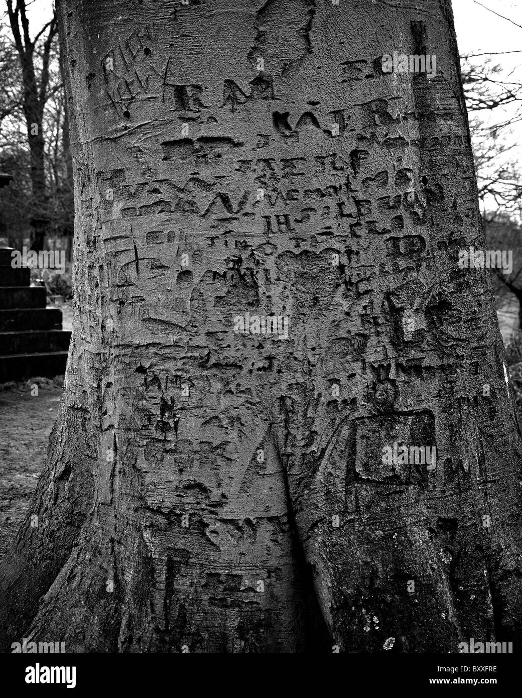 Names Carved Into An Old Tree Trunk Stock Photo Alamy names-carved-into-an-old-tree-trunk-stock-photo-alamy