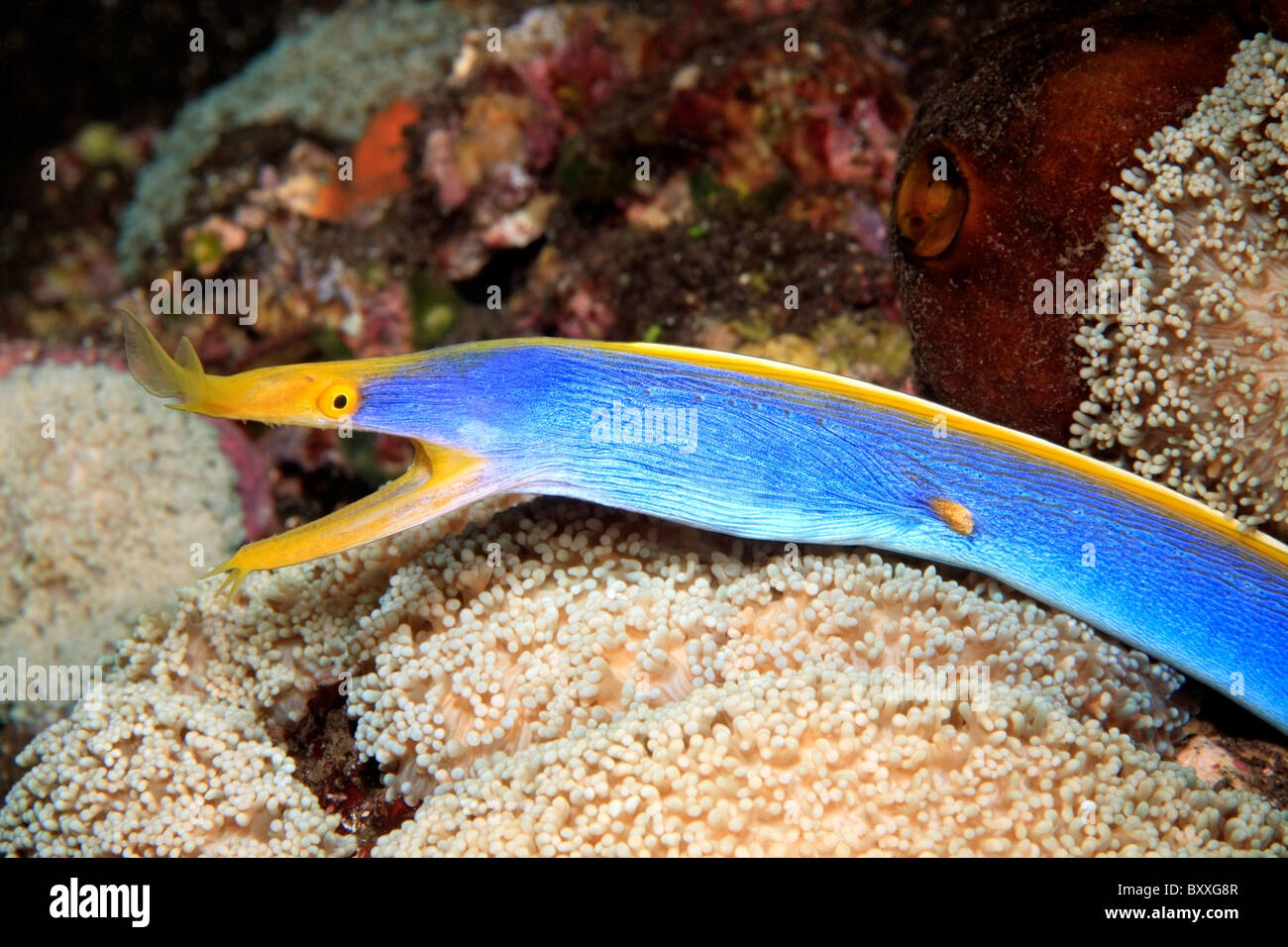 Ribbon eel hi-res stock photography and images - Alamy