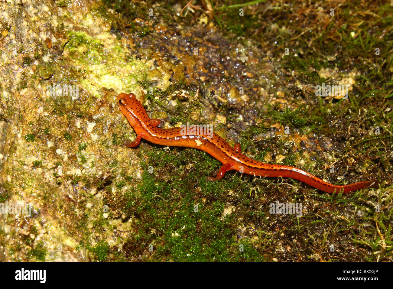 Southern Two-lined Salamander (Eurycea cirrigera Stock Photo - Alamy