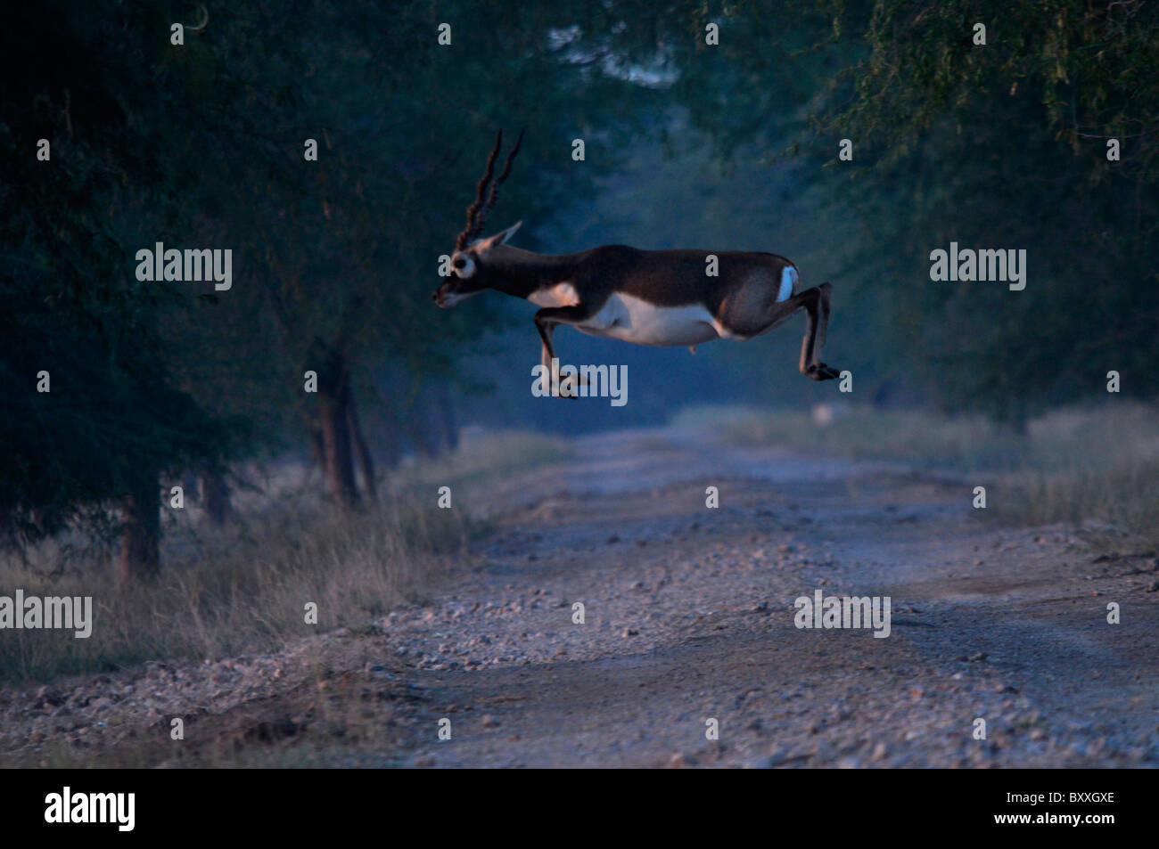 Buck Jumping High Resolution Stock Photography and Images - Alamy