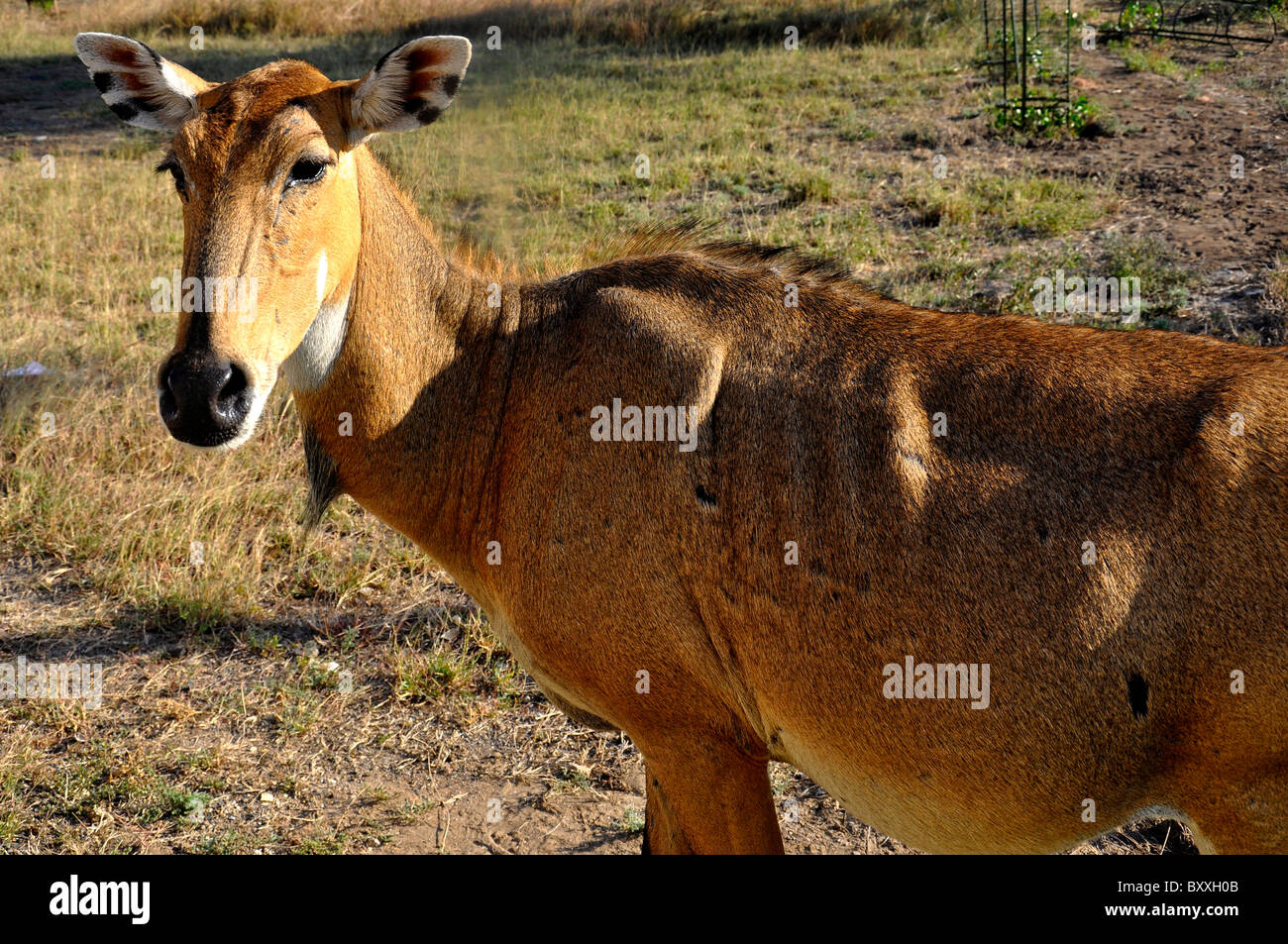 A blue bull Stock Photo - Alamy