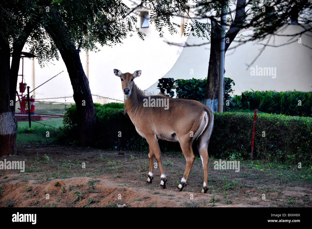Blue bull of india hi-res stock photography and images - Alamy