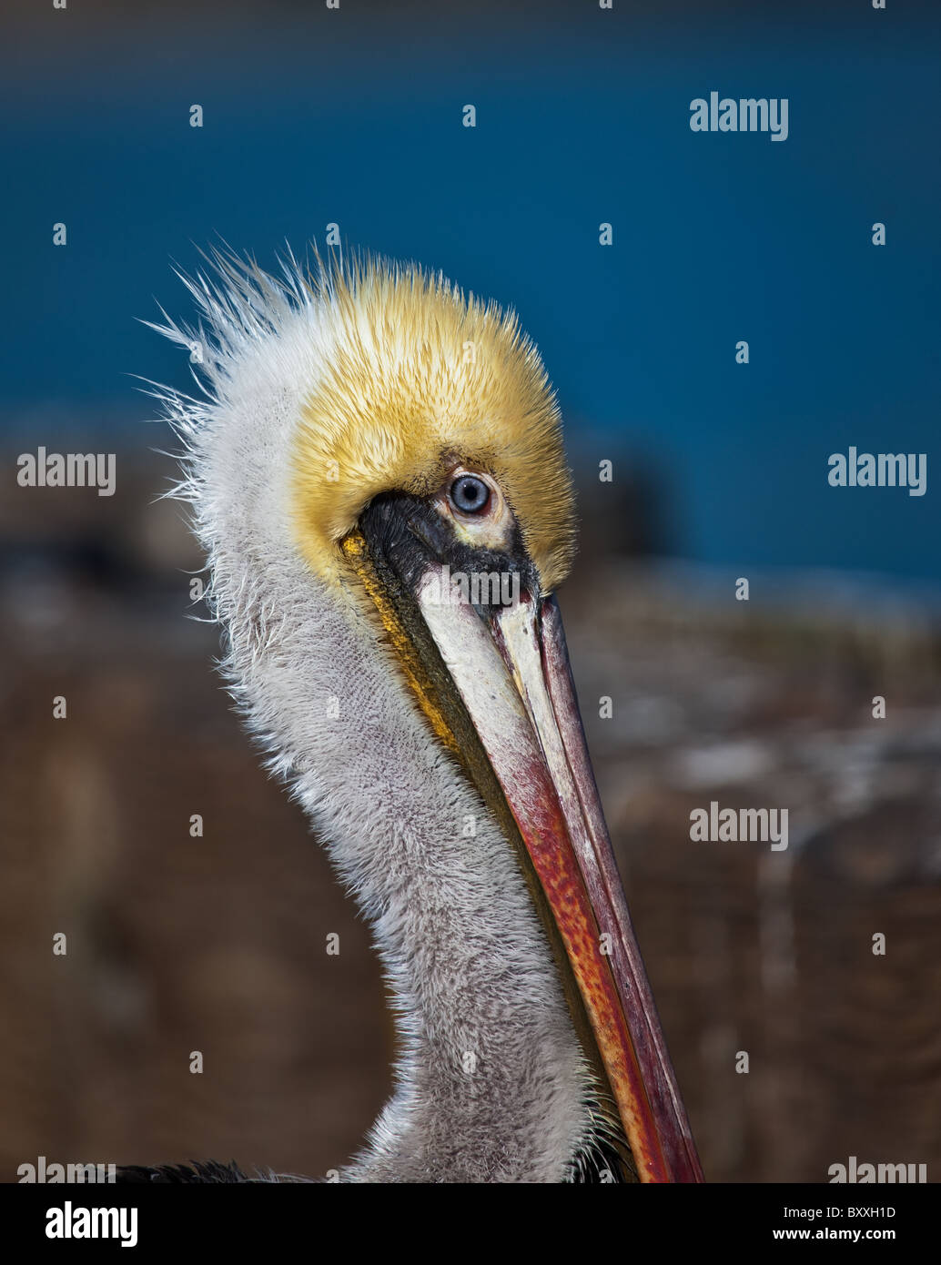 Brown Pelican (Pelecanus occidentalis Stock Photo - Alamy