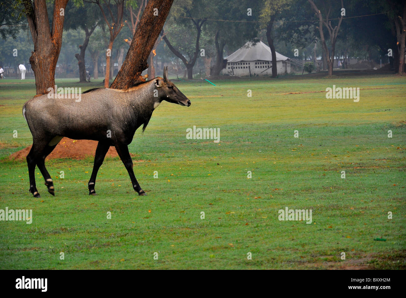 Blue Bull High Resolution Stock Photography and Images - Alamy