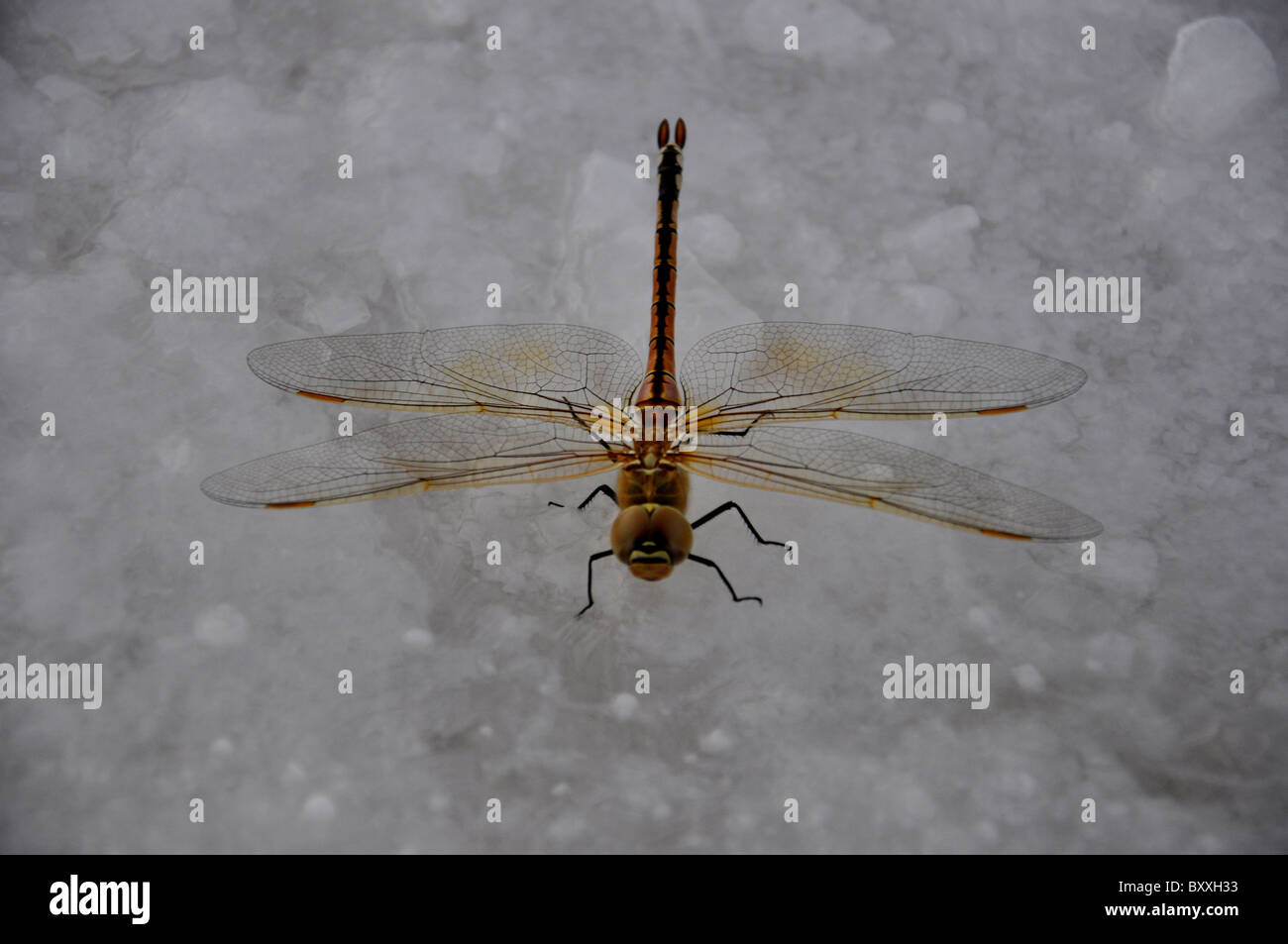 A butter fly Stock Photo - Alamy